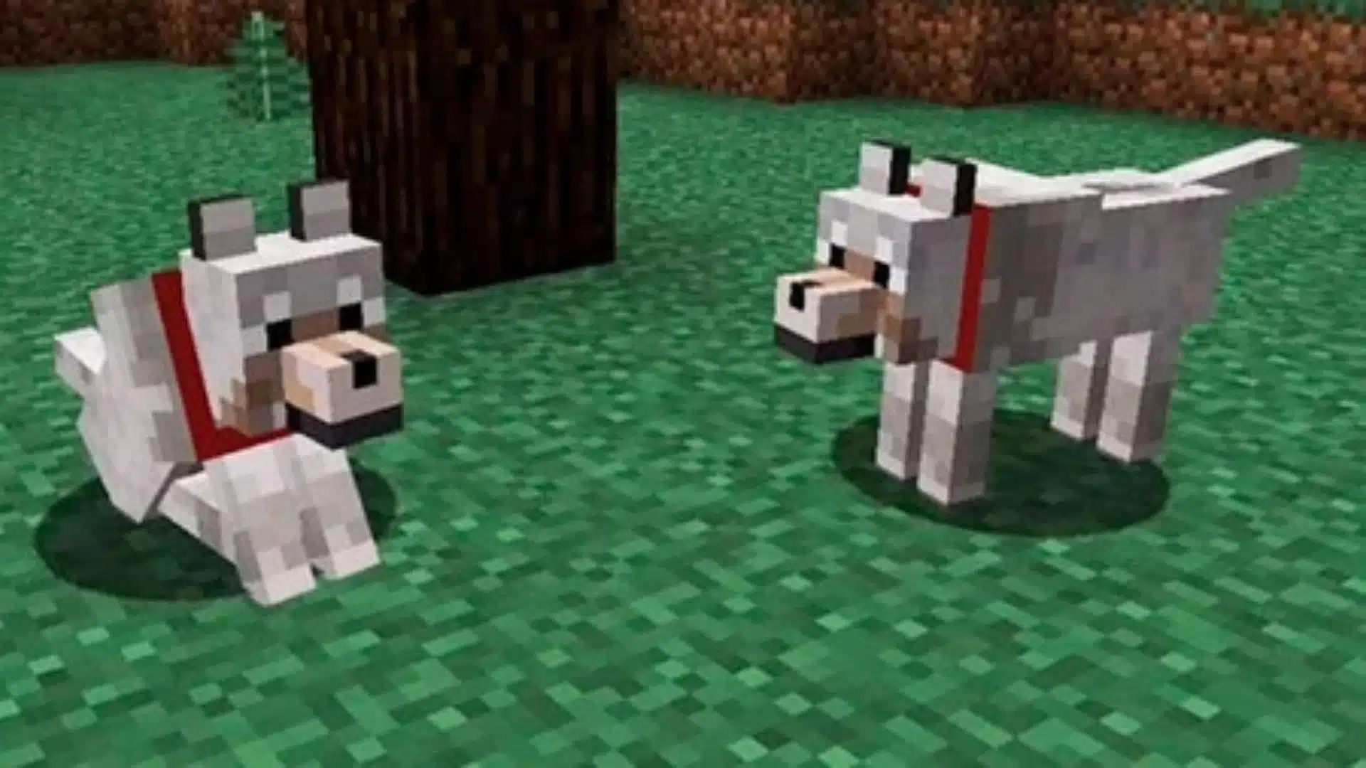 Cómo Domesticar un Lobo en Minecraft